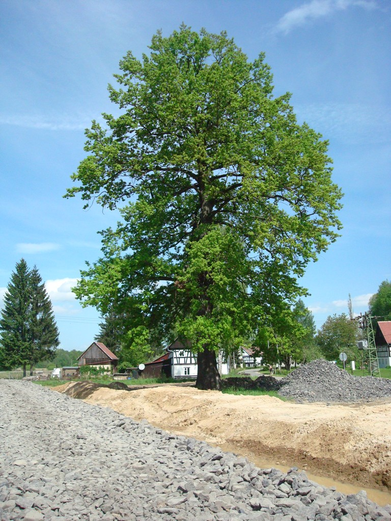 Stromem roku 2013 v České republice se stal dub ochránce ve Višňové ...