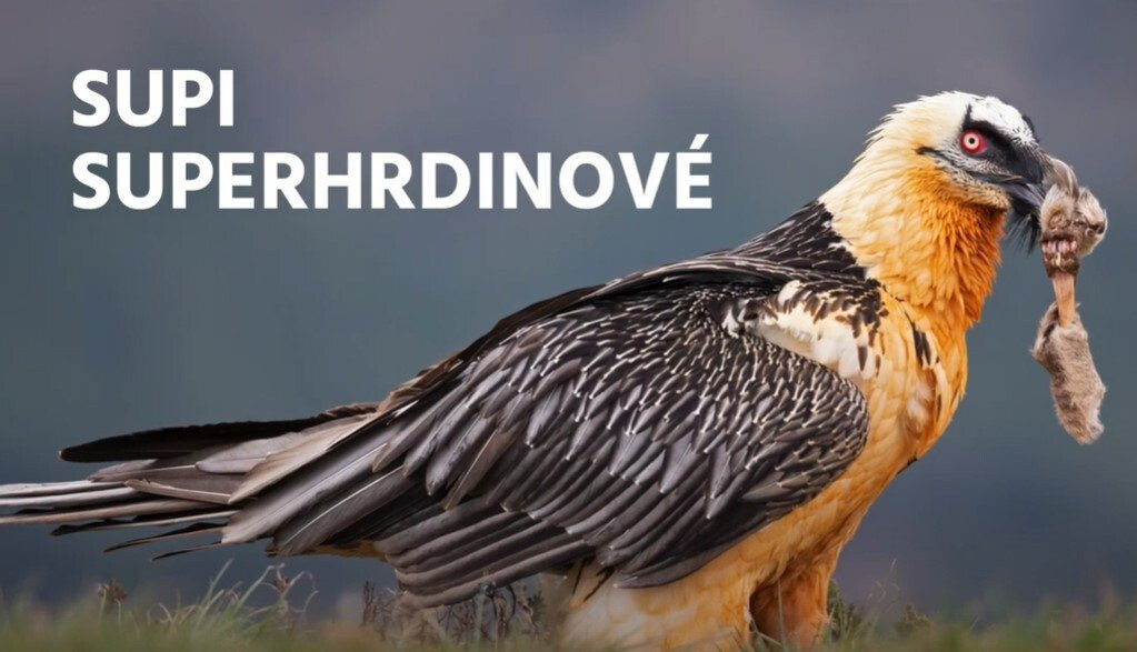 Supi jsou superhrdinové v ohrožení. Liberecká zoo jim pomáhá ...