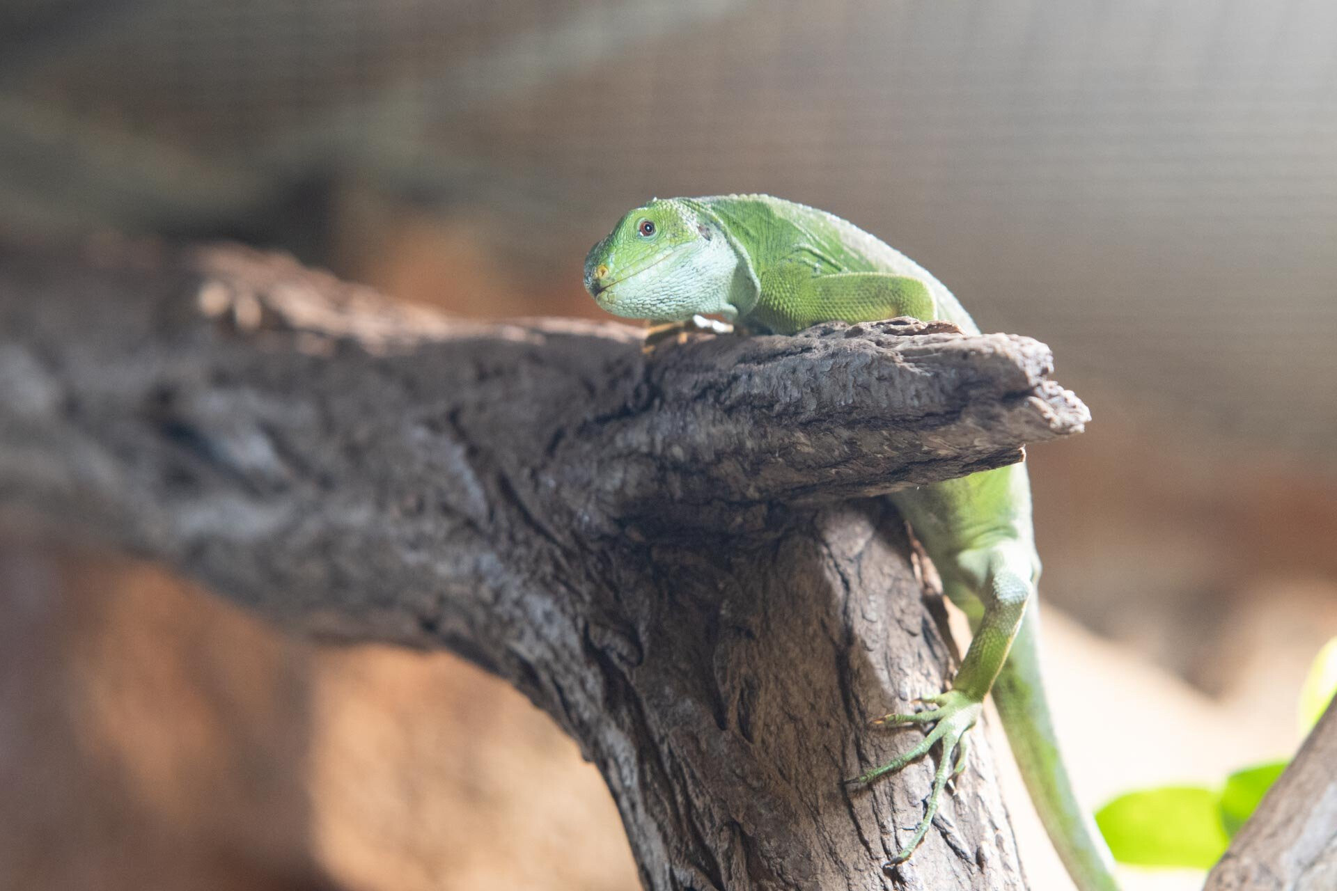 Liberecká zoo představuje zcela nový živočišný druh – leguány fidžijské ...