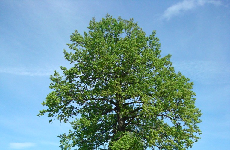 Stromem roku 2013 v České republice se stal dub ochránce ve Višňové ...