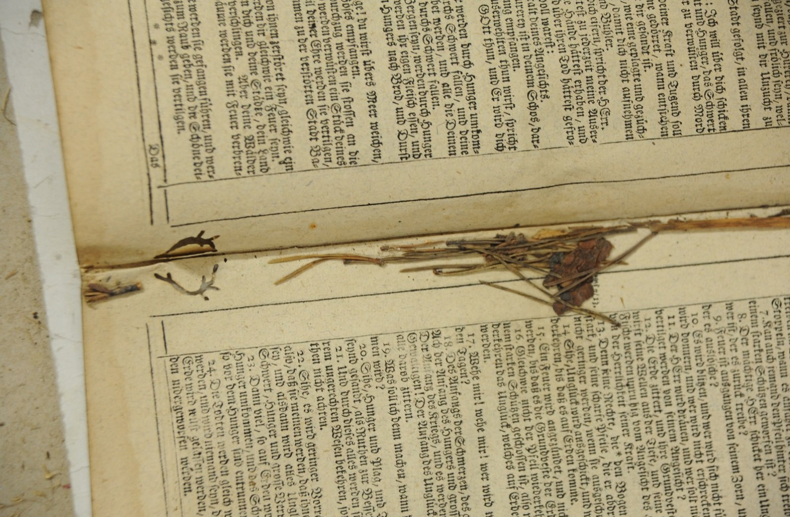 Zrna, peří, mouchy i pavouci. Restaurátoři nalézají v starých knihách ...