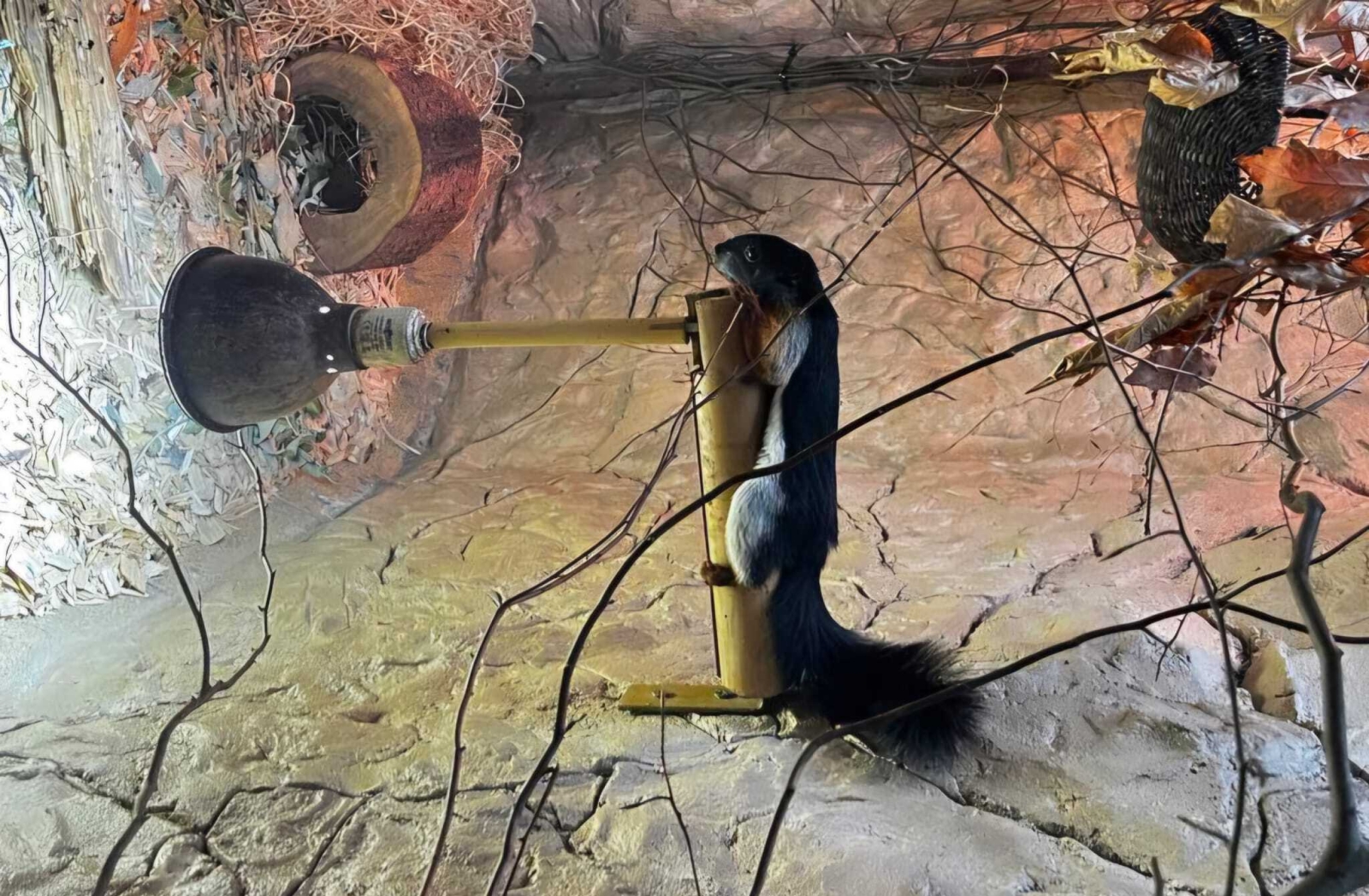 Akce Kulový blesk v liberecké zoo: stěhují se urial, sob, veverka i ...