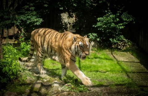 Hydroponie se stupňuje: liberecká zoo začíná s pěstováním salátů i ...